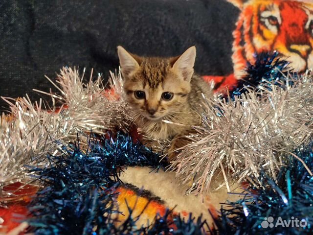 Котёнок девочка 1 мес
