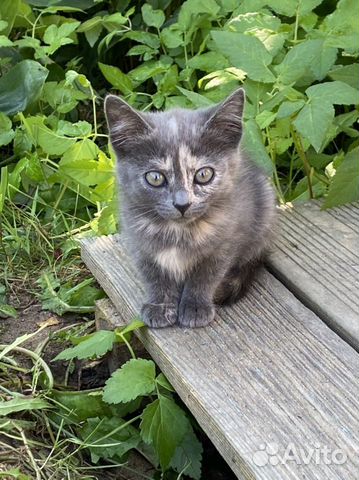 Кошка серая 2 месяца