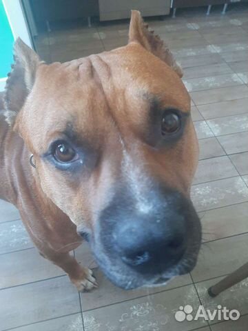 Продаётся пес