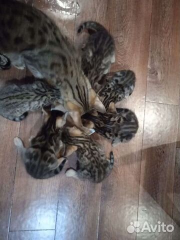 Бенгальская