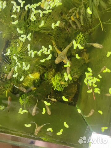 Гуппи мальки, подростки