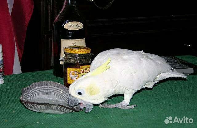 Лимонный какаду