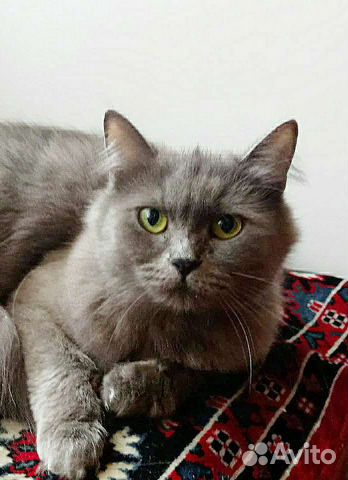 Кошка британская 1.5 года
