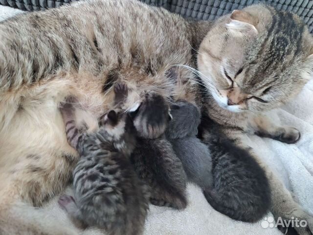 Кошки шотландцы