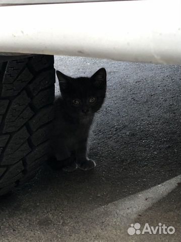 Голубой котёнок