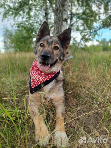 Нежная Сара в добрые руки