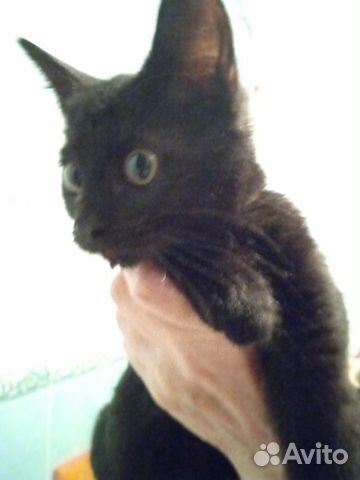 Кошка бесплатно Муся