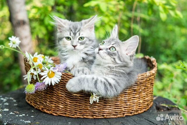Чистопородные сибирские котята