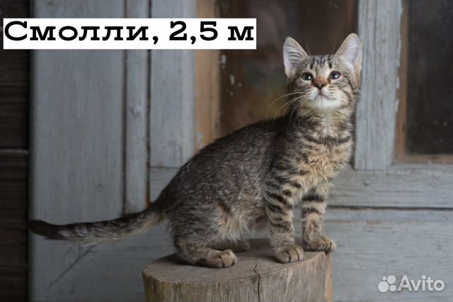 Котёнок смолли, дев., 2.5 мес., привита
