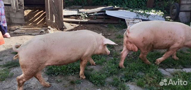 Продам хряка