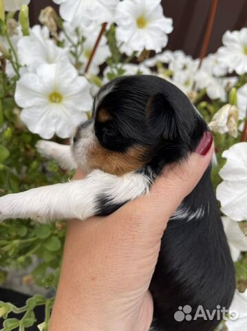 Щенок бивера