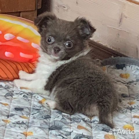 Щенок-девочка чихуахуа