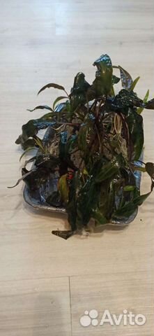 Водоросли для аквариума