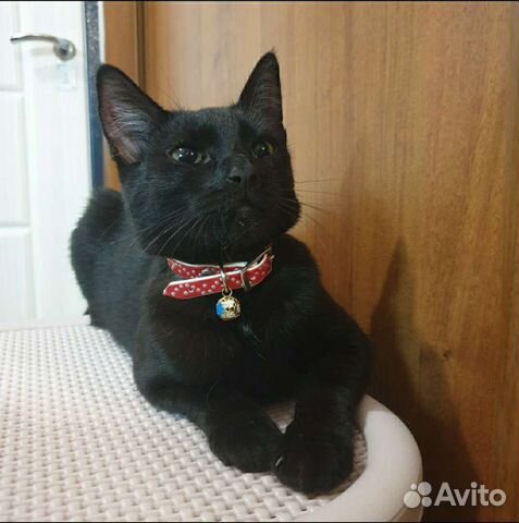 Котёнок в добрые ручки