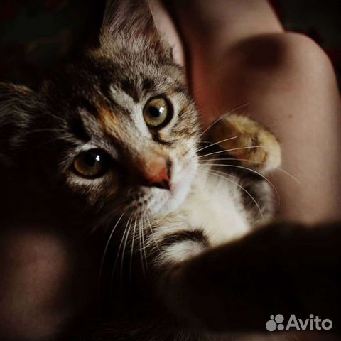 Котёнок целовашка обнимашка