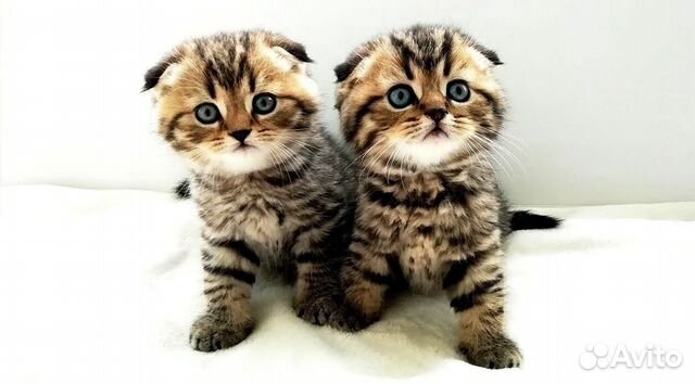 Котята шотландцы браун табби