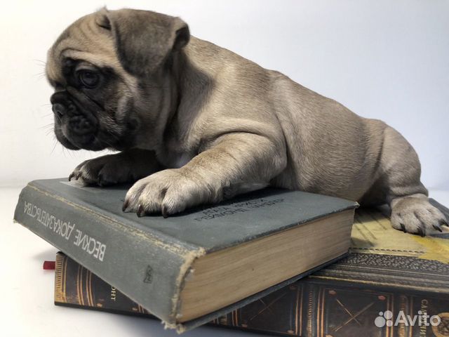 Девочка генная французский бульдог