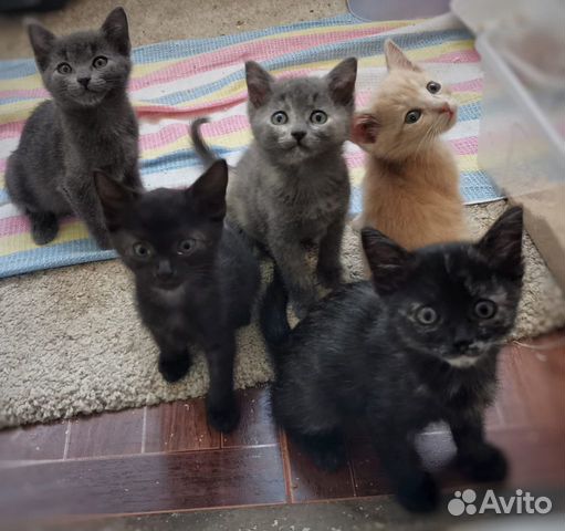 Котятки-ребятки