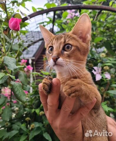 Чаузи ф1 котик