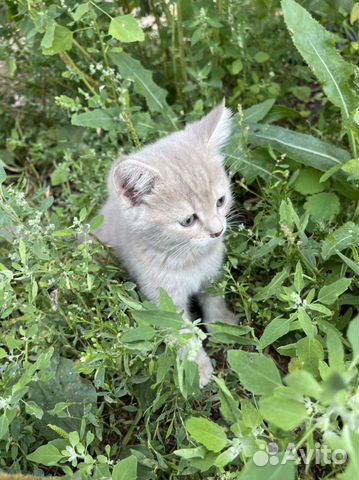 Котята в добрые руки бесплатно
