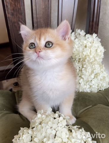 Британские котята золотая шиншилла