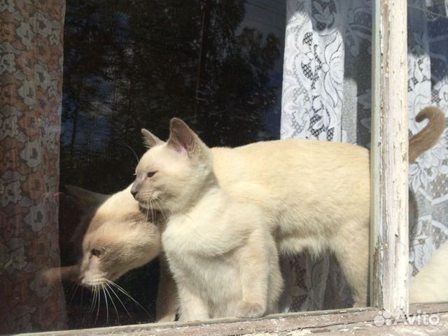 Котята