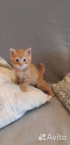 Добрый малыш в добрые руки