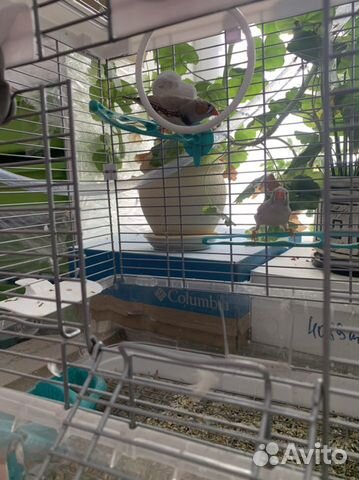 Зебровые амадины