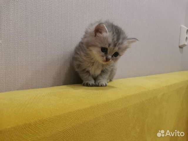 Кошки в добрые руки