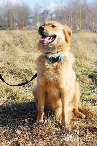 Собака в добрые руки