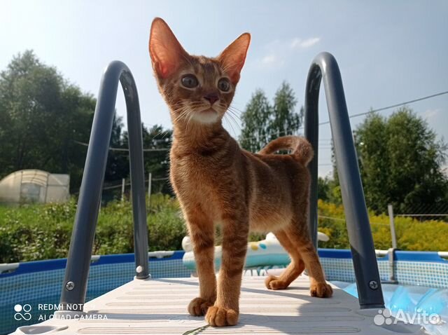 Абиссинский котенок