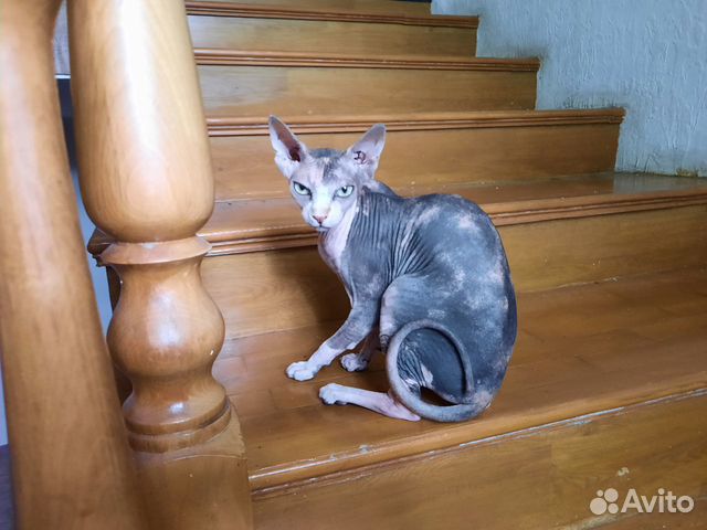 Канадский сфинкс