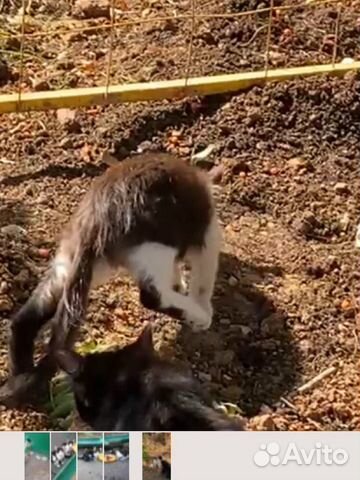 Котенок ищет дом куратора добрые руки в дар беспла