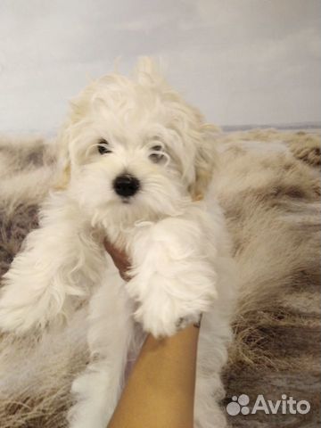 Девочка мальтипу