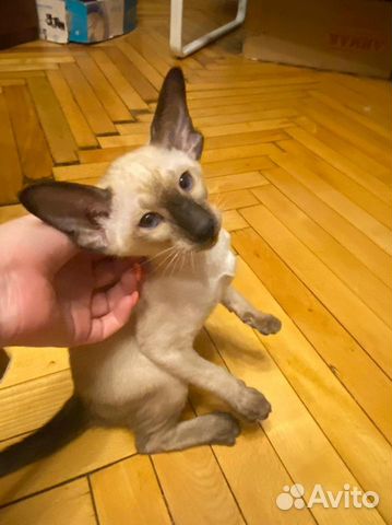 Девочка 3 мес