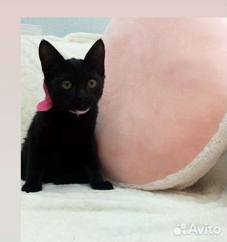 Котёнок, девочка, 2,5 мес. ищет дом