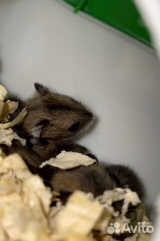 Хомички джунгарики