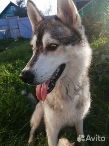 Щенки хаски метисы