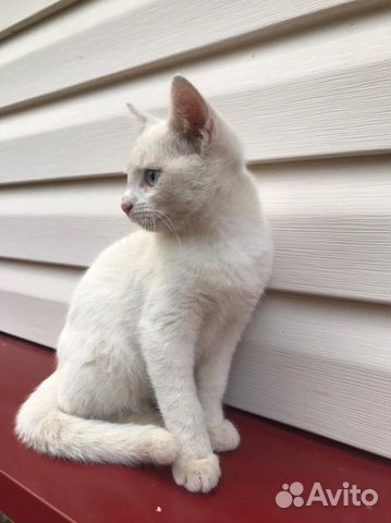 Белый котенок ищет дом