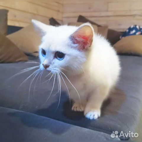 Коротколапики