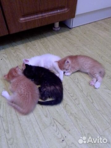 Кошка в дар