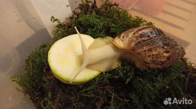 Улитки ахатины бесплатно