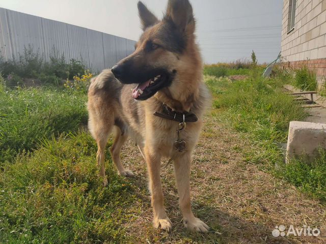 Немецкая овчарка, щенки