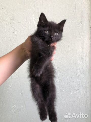 Котёнок девочка