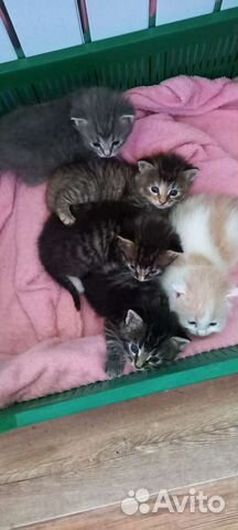 Отдам котят в добрые руки. Очень красивенькие и ум