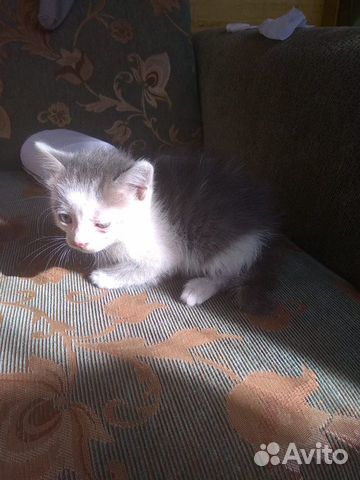 Милый которебенок в самые добрые руки