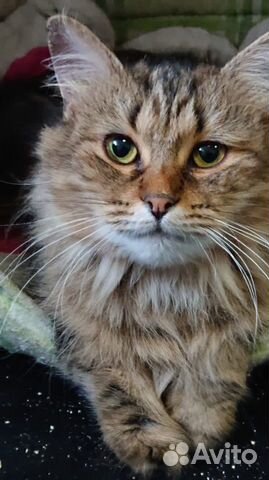 Молодая красавица/кошка