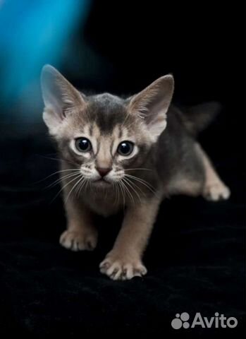 Абиссинская кошечка