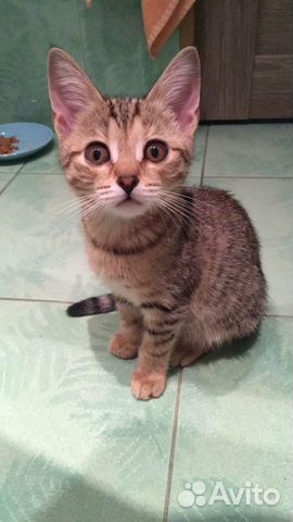 Лялька ищет дом