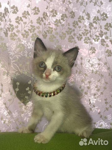 Бирманская кошка